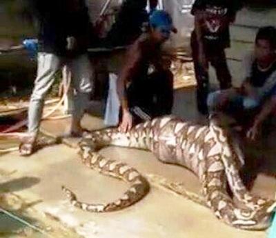 Setelah Di Bedah, Ular Ini Makan Babi Hutan